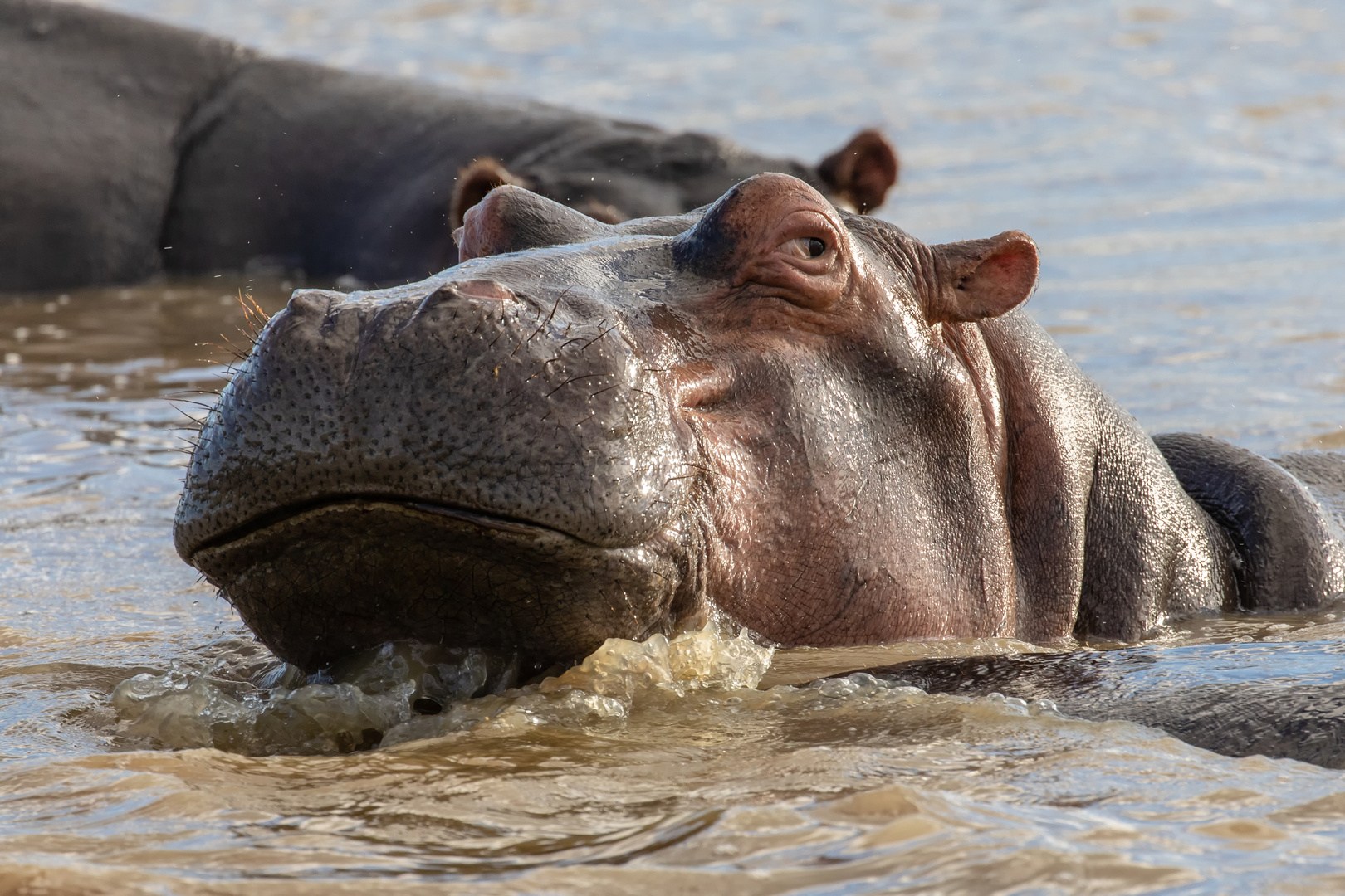 Nilpferd 4 Foto & Bild | tiere, wildlife, portfolio Bilder auf ...