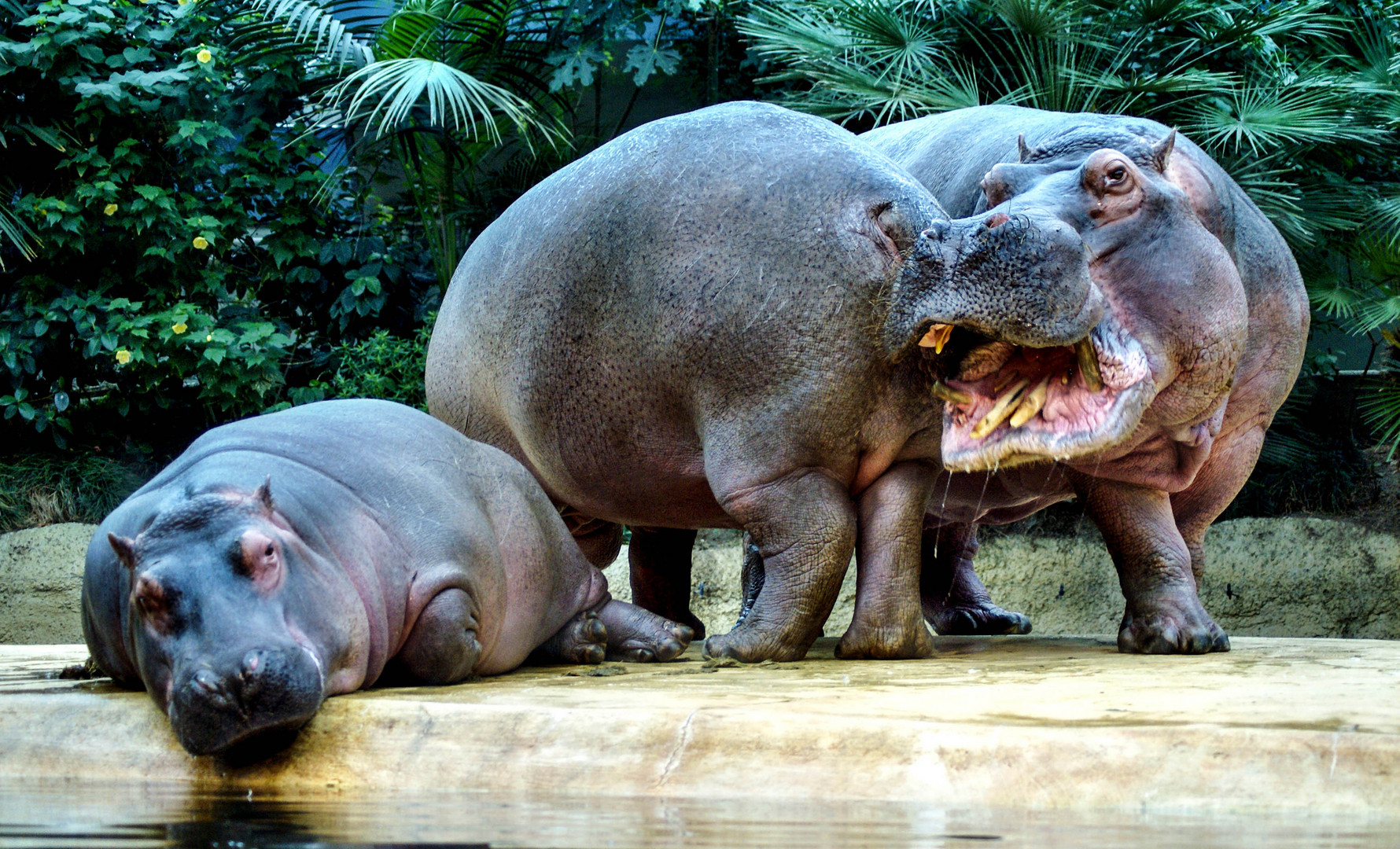 Nilpferd Foto & Bild | anfängerecke - nachgefragt, nachgefragt ...