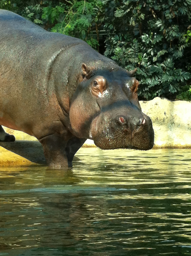 Nilpferd Foto & Bild | tiere, zoo, wildpark & falknerei, nilpferd ...