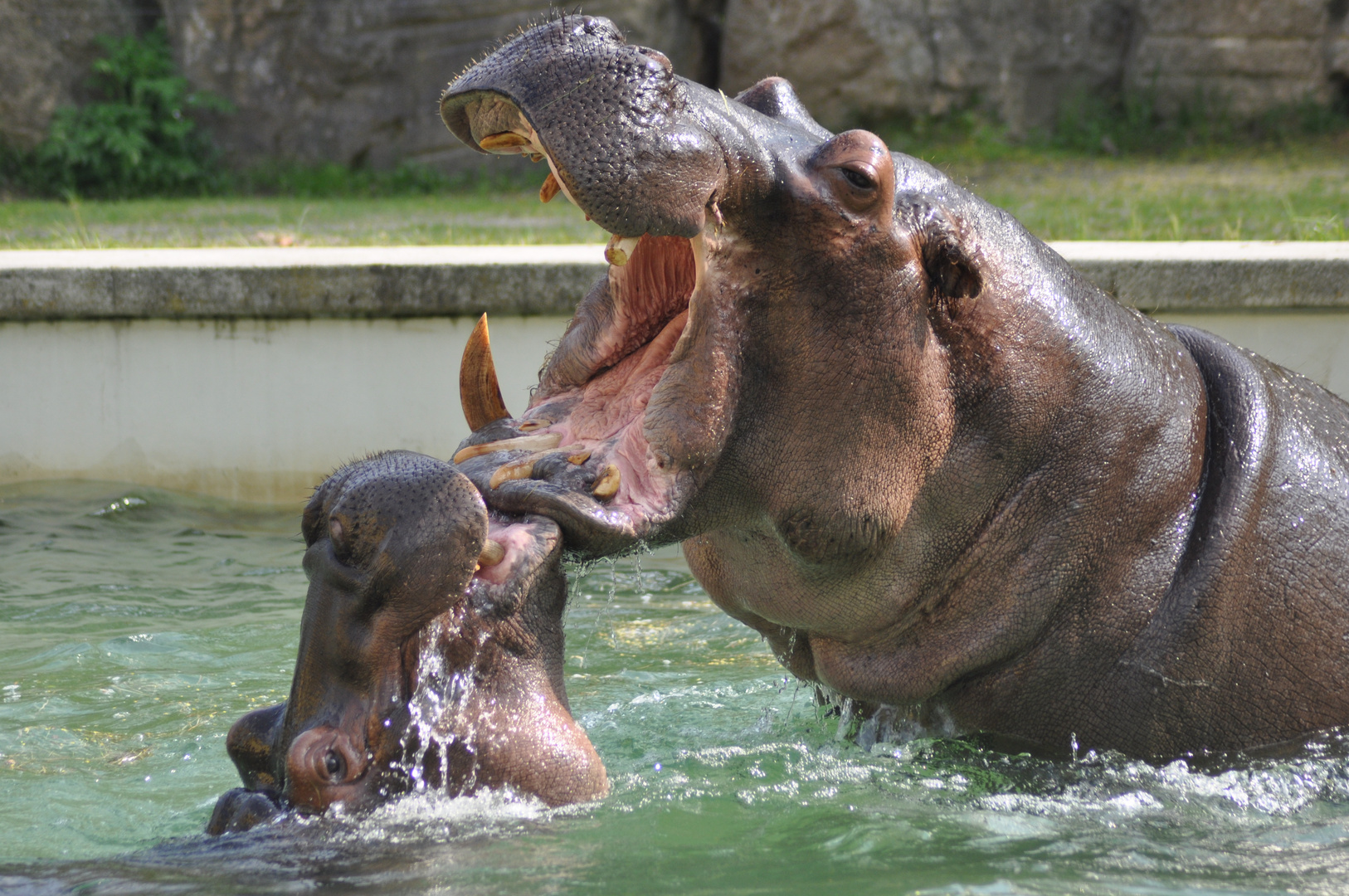 Nilpferde_1 Foto & Bild | tiere, zoo, wildpark & falknerei, säugetiere ...