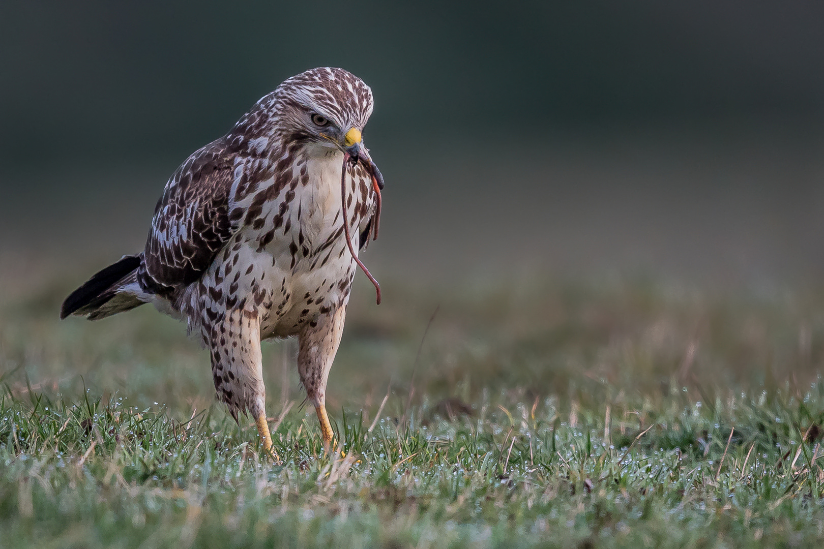 Nimm zwei! Foto & Bild | tiere, wildlife, wild lebende vögel Bilder auf ...