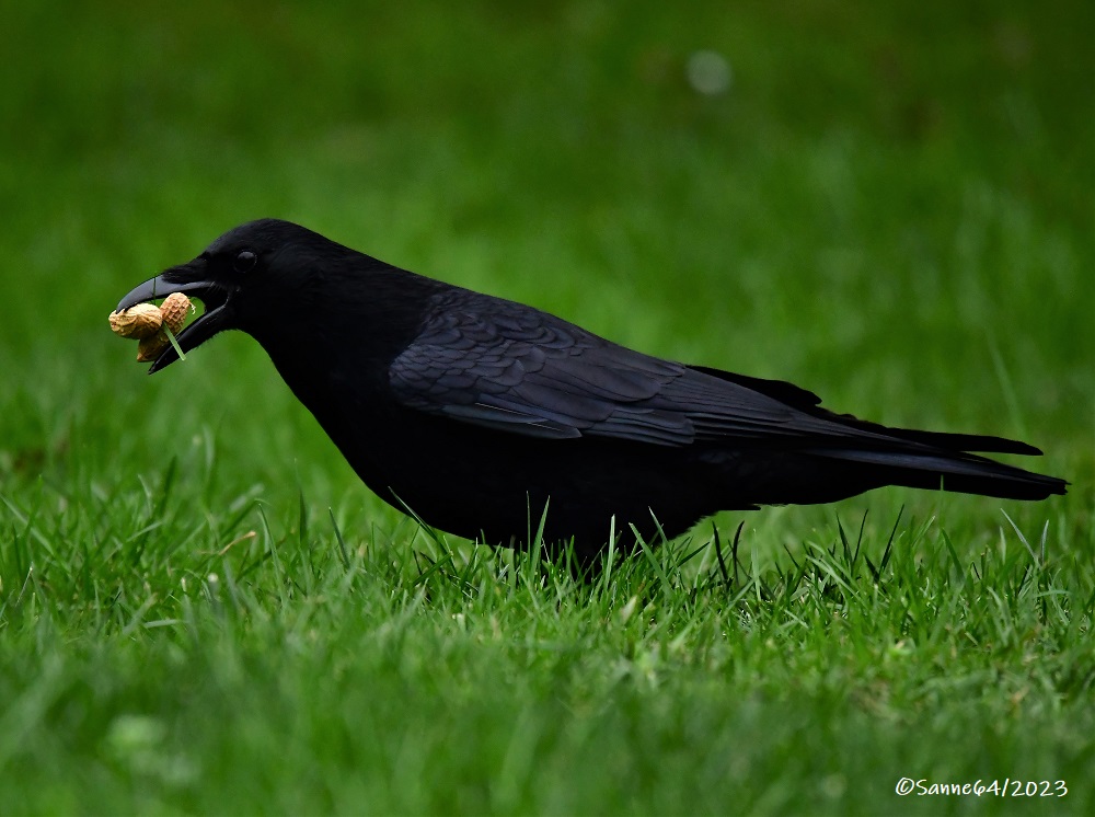 Nimm Zwei.. Foto & Bild | tiere, wildlife, wild lebende vögel Bilder ...