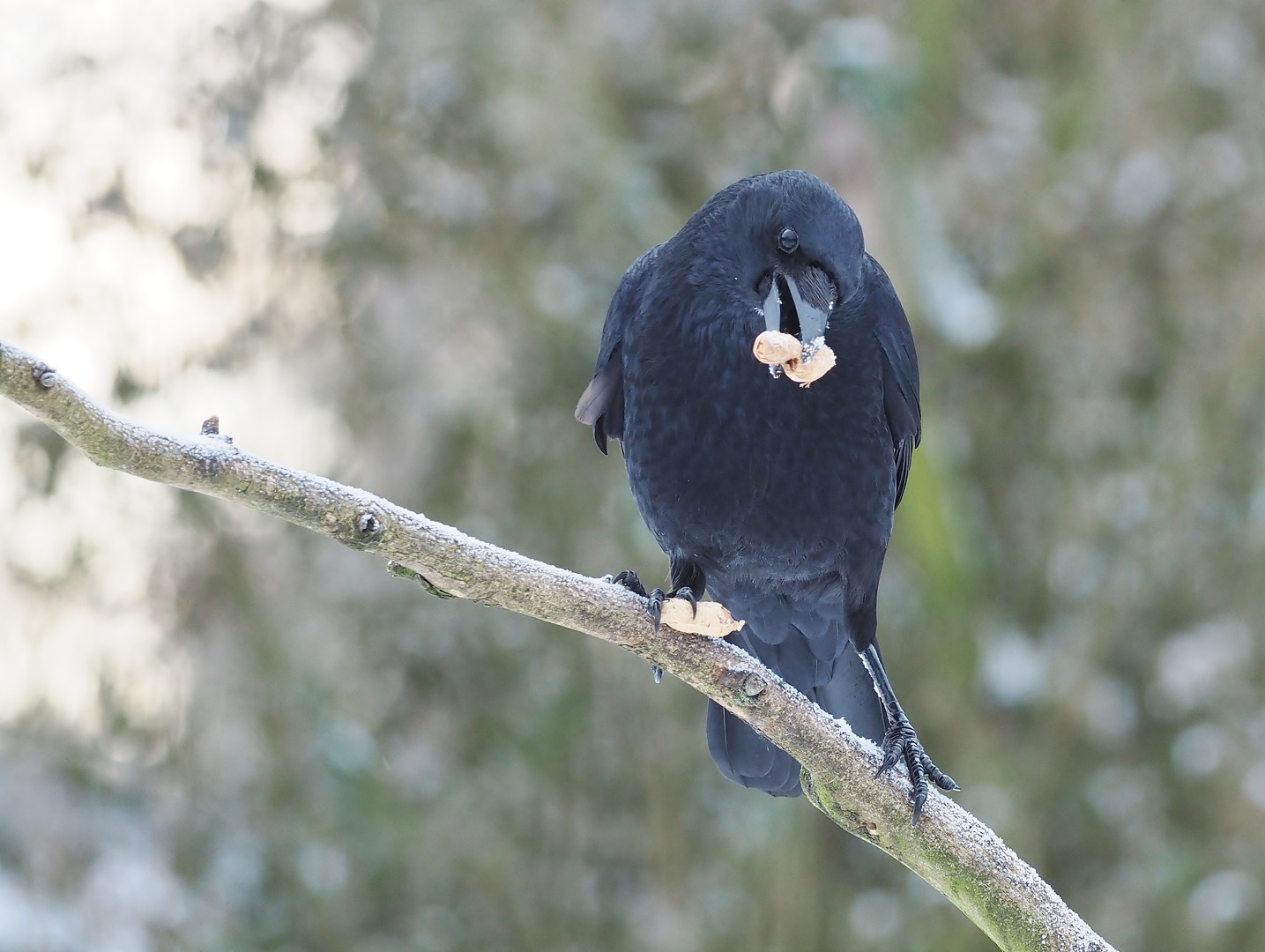 "Nimm Zwei"..... Foto & Bild | tiere, wildlife, wild lebende vögel ...