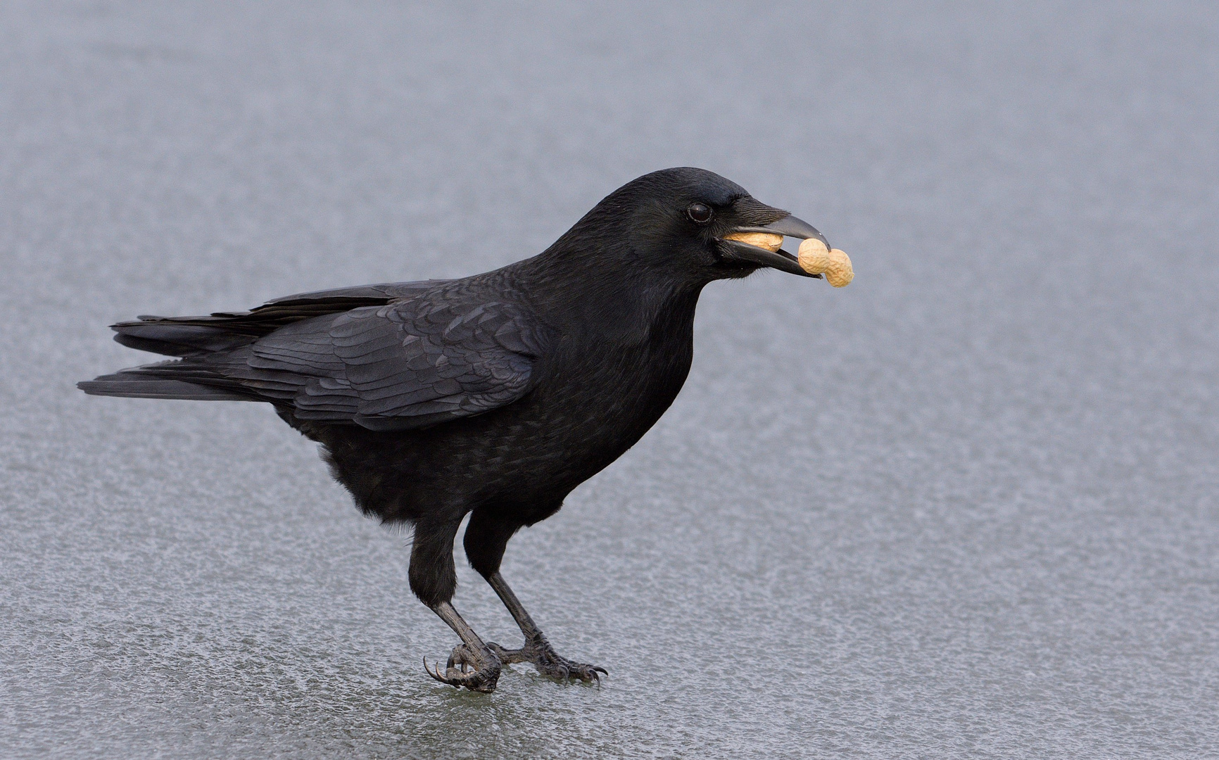 Nimm zwei ... Foto & Bild | tiere, wildlife, wild lebende vögel Bilder ...