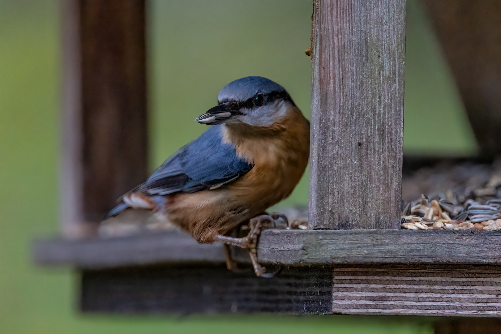 Nimm zwei Foto & Bild | tiere, wildlife, wild lebende vögel Bilder auf ...