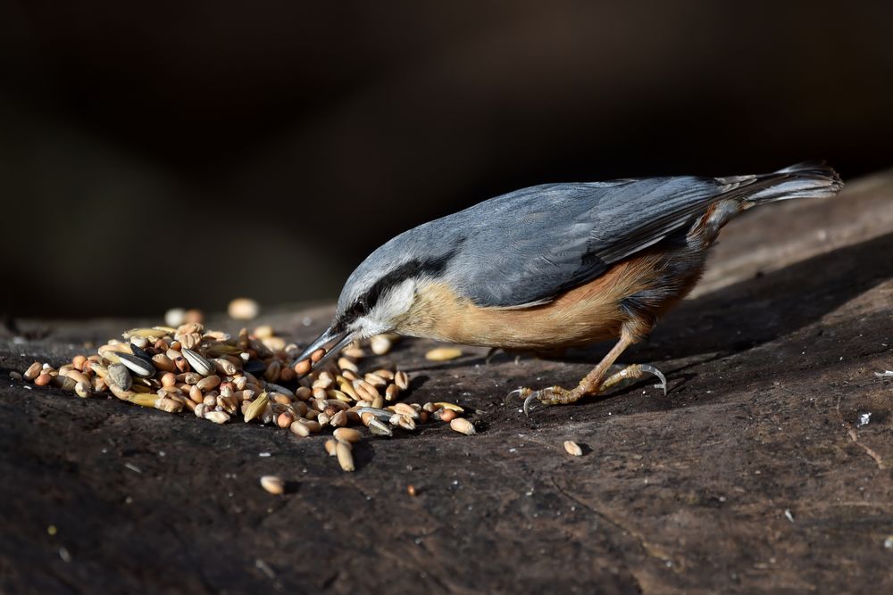 Nimm Zwei Foto & Bild | natur, tiere, vögel Bilder auf fotocommunity