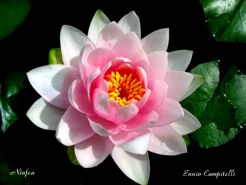 Ninfea Foto % Immagini| macro e close up, macro fiori e piante, macro ...