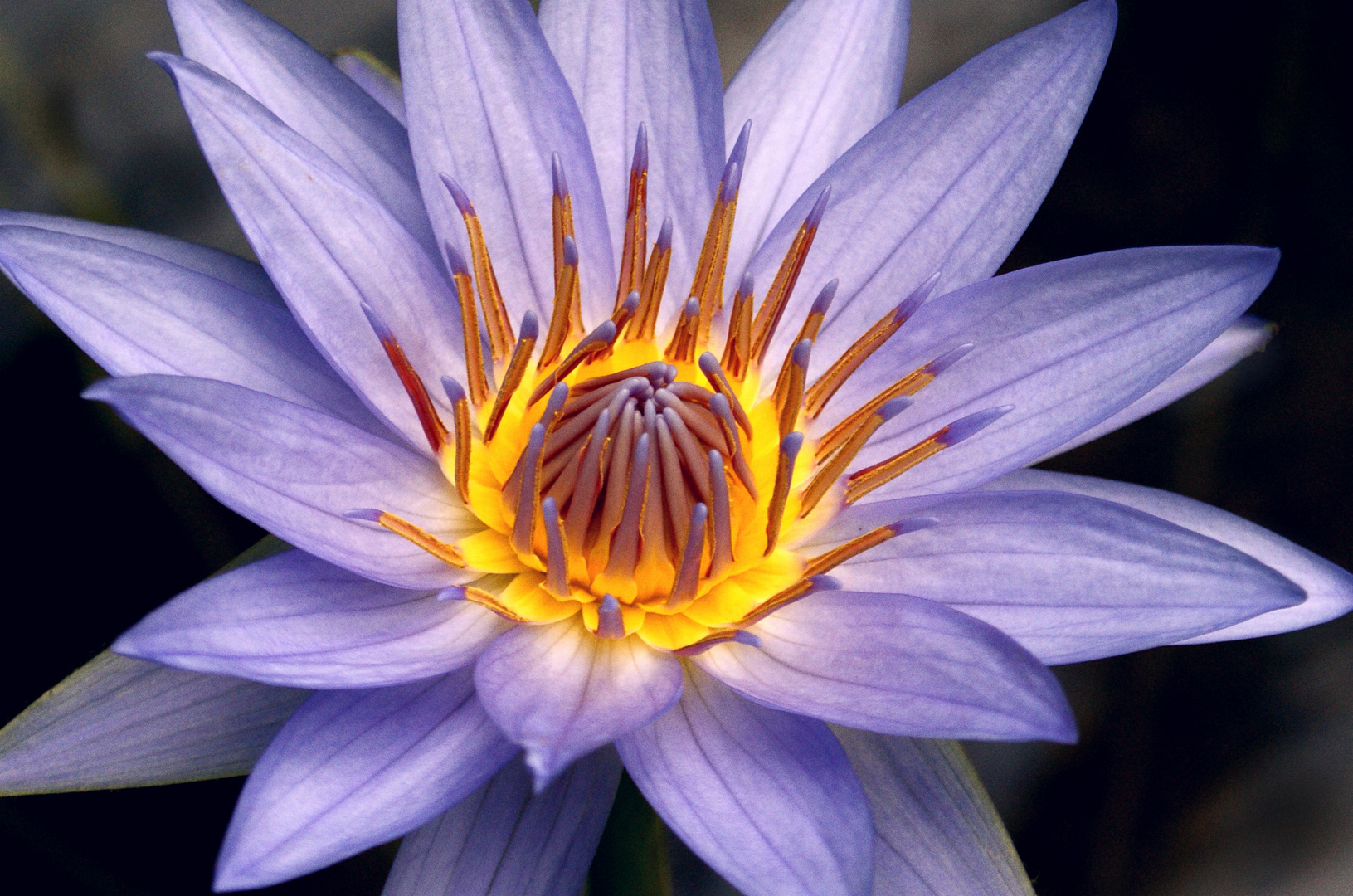 Ninfea Foto % Immagini| piante, fiori e funghi, fiori, natura Foto su ...