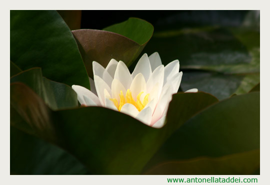 Ninfea Foto % Immagini| piante, fiori e funghi, natura Foto su ...