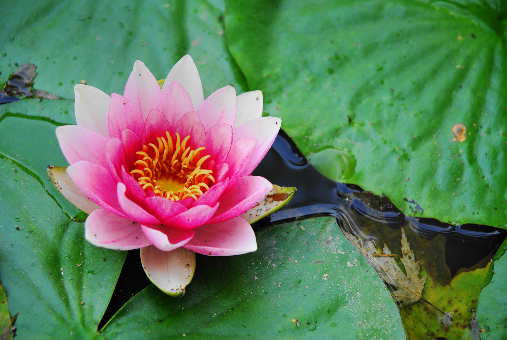 ninfea Foto % Immagini| piante, fiori e funghi, natura Foto su ...