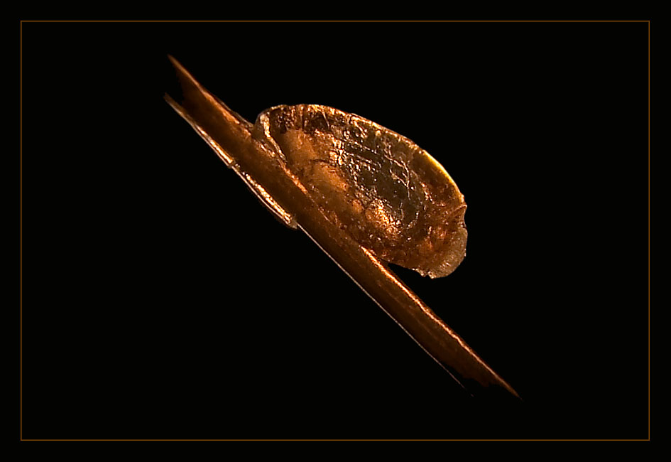 Nisse Foto & Bild | tiere, tier und mensch, macros Bilder auf fotocommunity