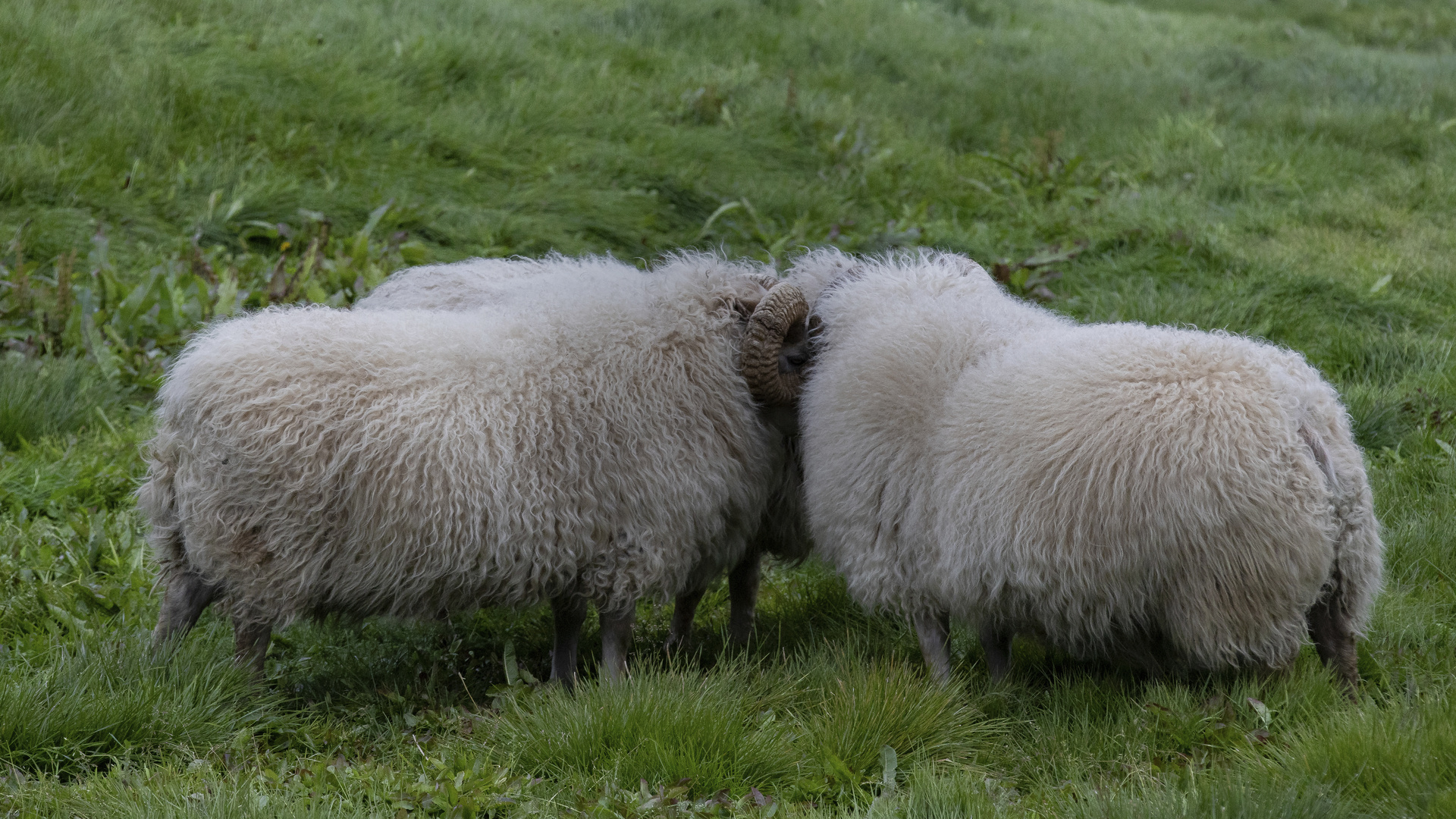 No foto, please! Foto & Bild | europe, scandinavia, iceland Bilder auf ...