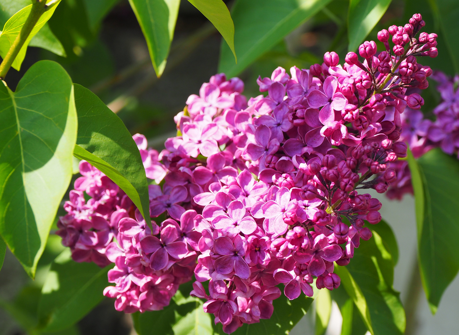 noch blüht der Flieder Foto & Bild | pflanzen, pilze & flechten ...