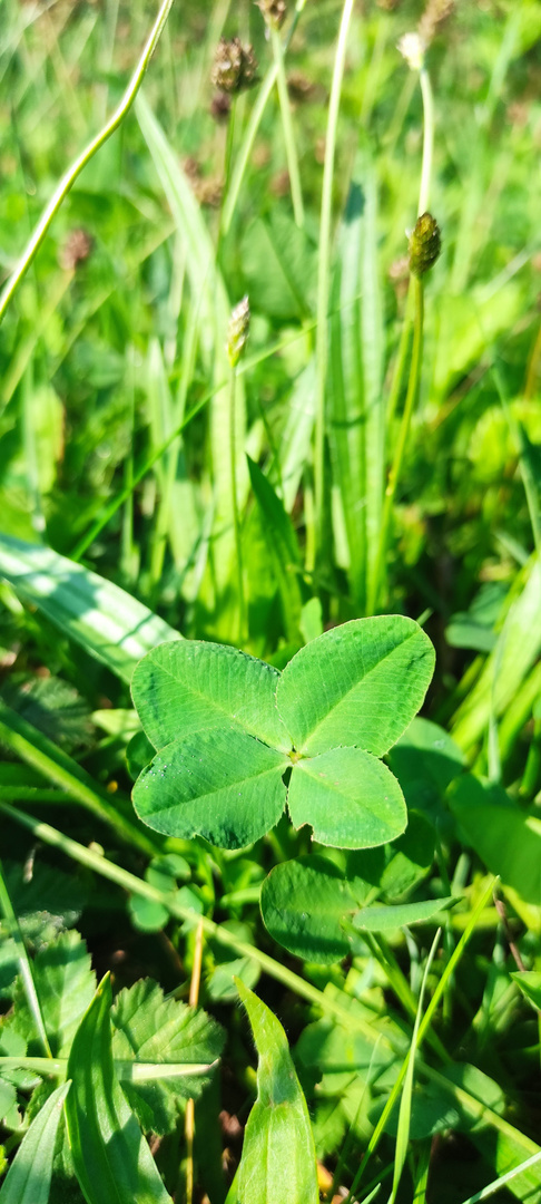 Noch ein besonderes Kleeblatt Foto & Bild | emotionen, glück ...