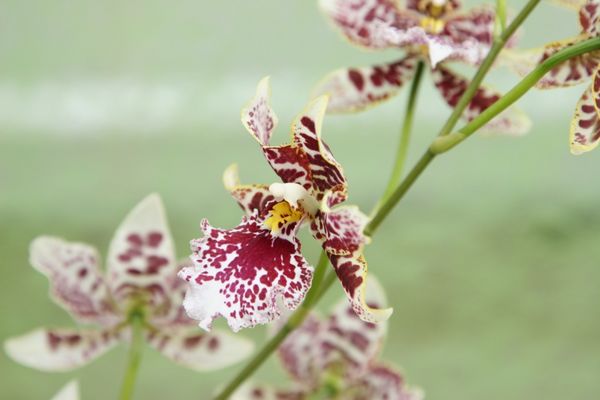 Hans Büscher - Fotos & Bilder - Fotograf aus Wiesmoor, Deutschland ...