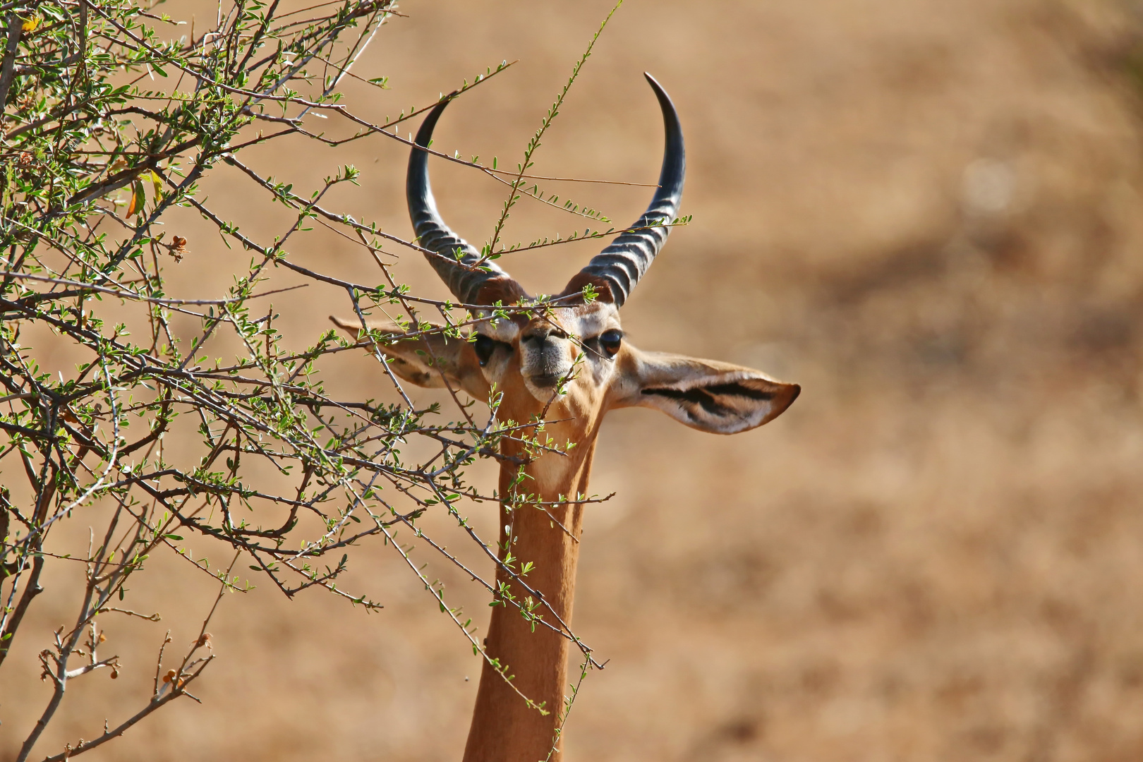 noch ein Bock Foto & Bild | natur, afrika, tiere Bilder auf fotocommunity