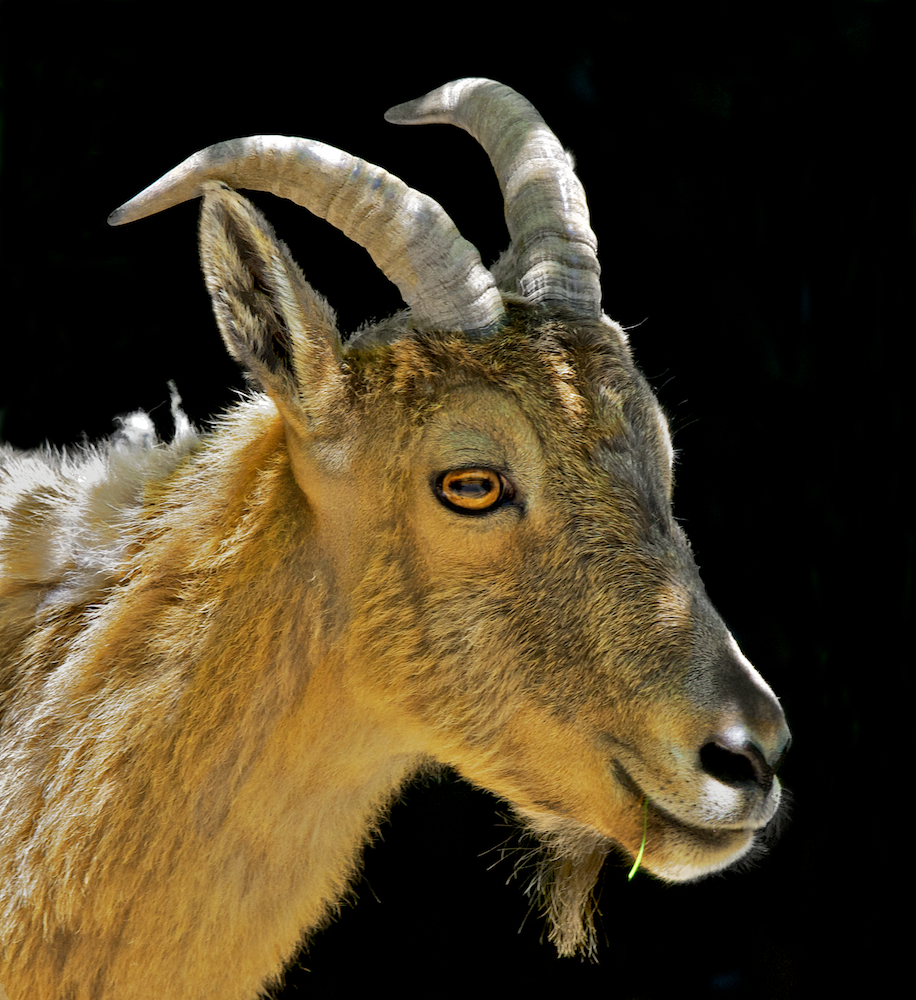 Noch ein Bock (reloaded) Foto & Bild | tiere, zoo, wildpark & falknerei ...