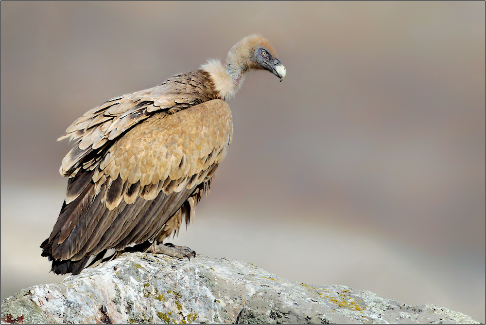 Noch ein Geier... Foto & Bild | natur, spanien, tiere Bilder auf ...