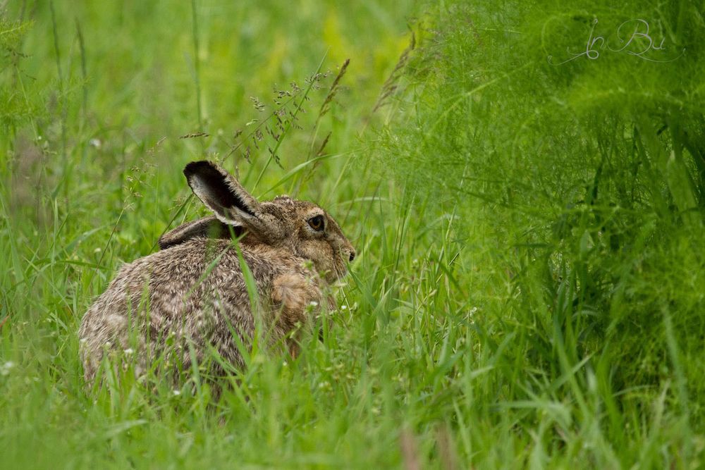Noch ein Hase im Grünen. Foto & Bild | tiere, wildlife, säugetiere ...