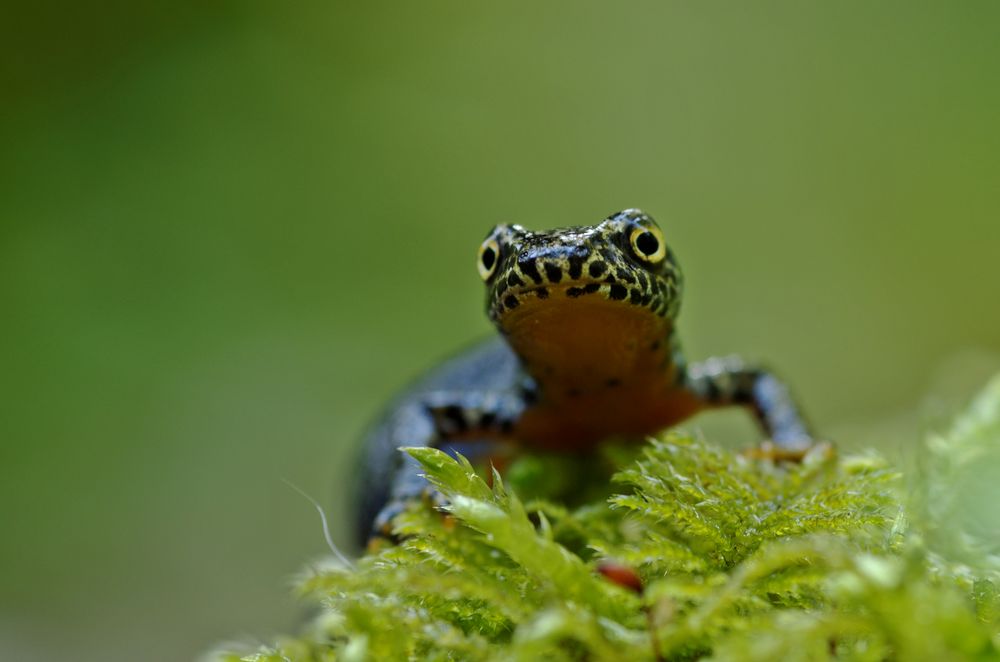 noch ein Molch Foto & Bild | tiere, wildlife, amphibien & reptilien ...