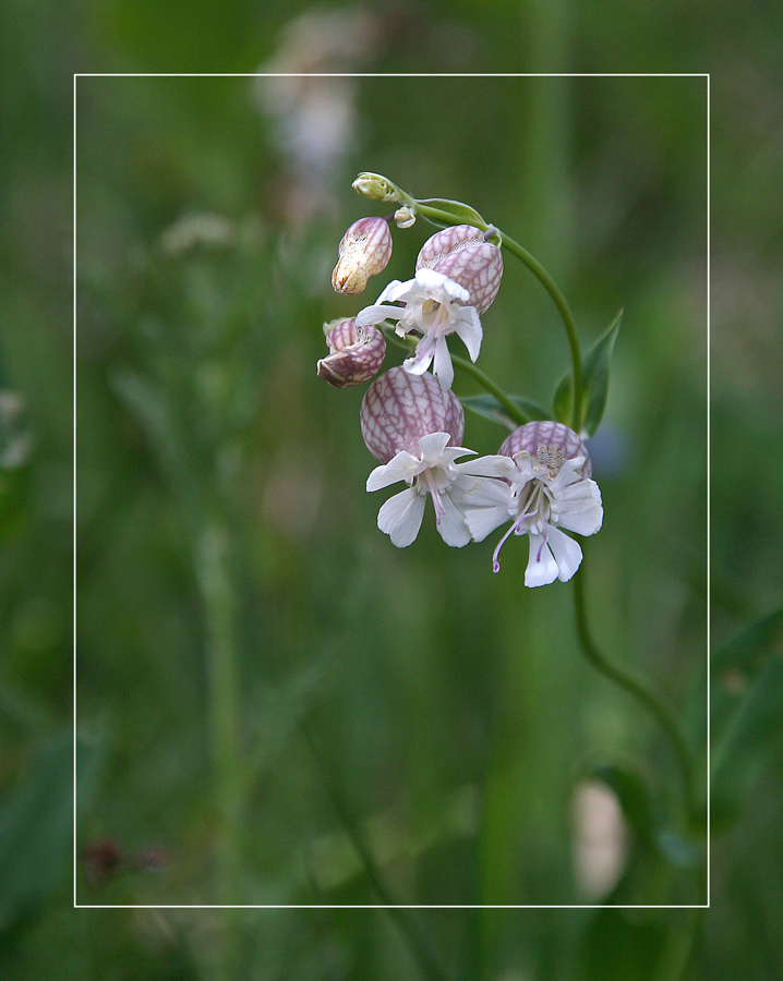 Noch ein paar Wochen Foto & Bild | pflanzen, pilze & flechten, blüten ... Noch ein paar Wochen Foto & Bild | pflanzen, pilze & flechten, blüten ...
