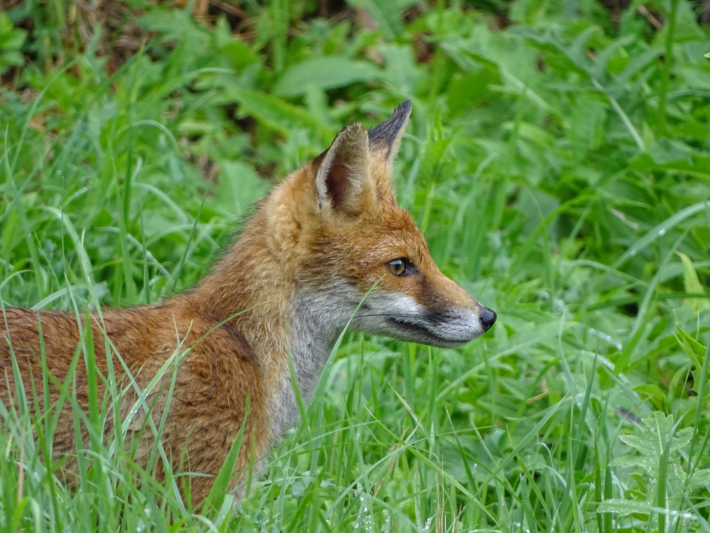 Noch ein schönes Bild vom Fuchs Foto & Bild | fotos, natur, landschaft ...