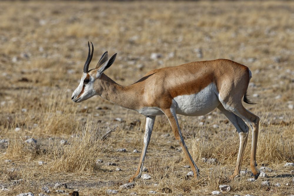 Noch ein Springbock Foto & Bild | africa, southern africa, namibia ...