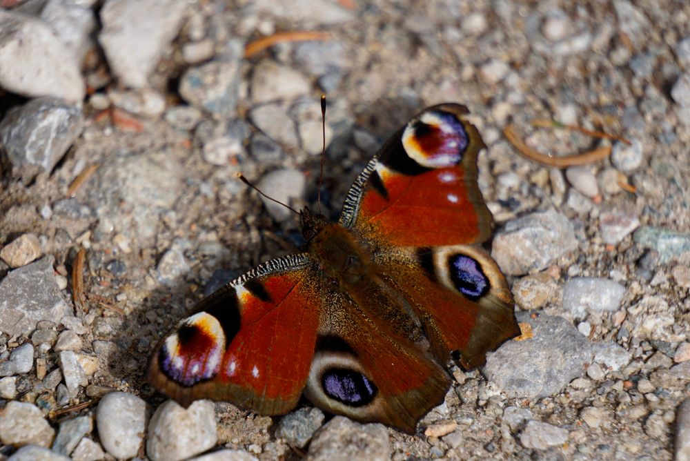 Noch ein Tagpfauenauge Foto & Bild | tiere, wildlife, outdoor Bilder ... Noch ein Tagpfauenauge Foto & Bild | tiere, wildlife, outdoor Bilder ...