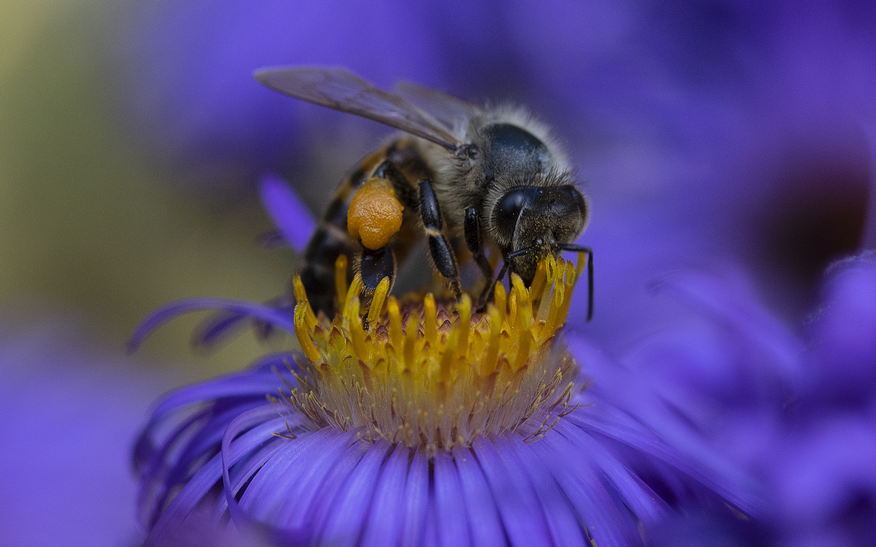 Noch eine Biene... Foto & Bild | tiere, wildlife, insekten Bilder auf ...