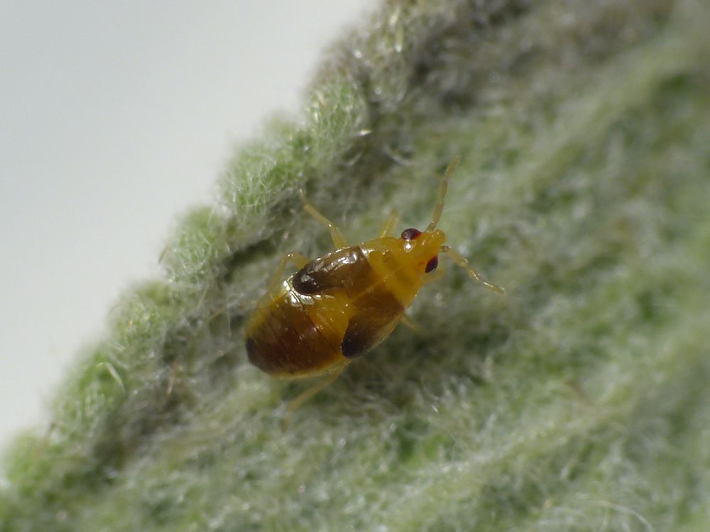 Noch eine Blumenwanzen-Nymphe - Orius sp. Foto & Bild | tiere, wildlife ...