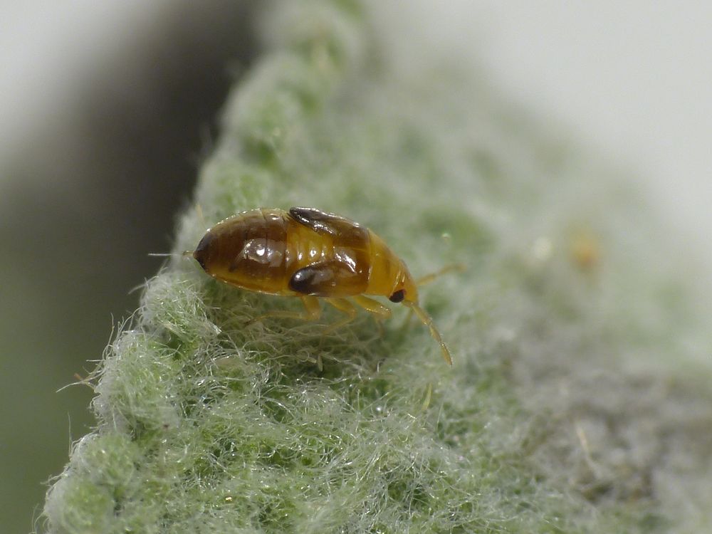 Noch eine Blumenwanzen-Nymphe - Orius sp. Foto & Bild | tiere, wildlife ...