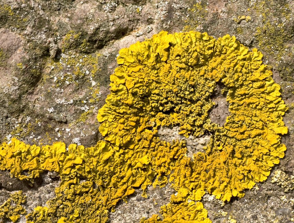 Noch eine Gelbflechte Foto & Bild | pflanzen, pilze & flechten, pilze & flechten, flechten ...
