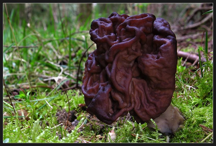 Noch eine Lorchel.... Foto & Bild | pflanzen, pilze & flechten, pilze ...