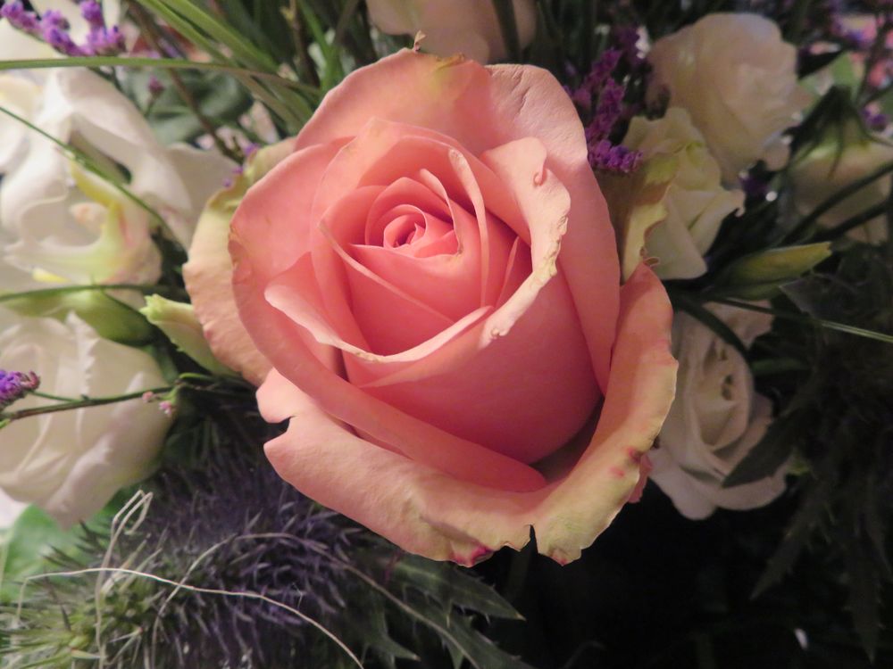 Noch eine Rose Foto & Bild | blumen, pflanzen, rosen Bilder auf ...