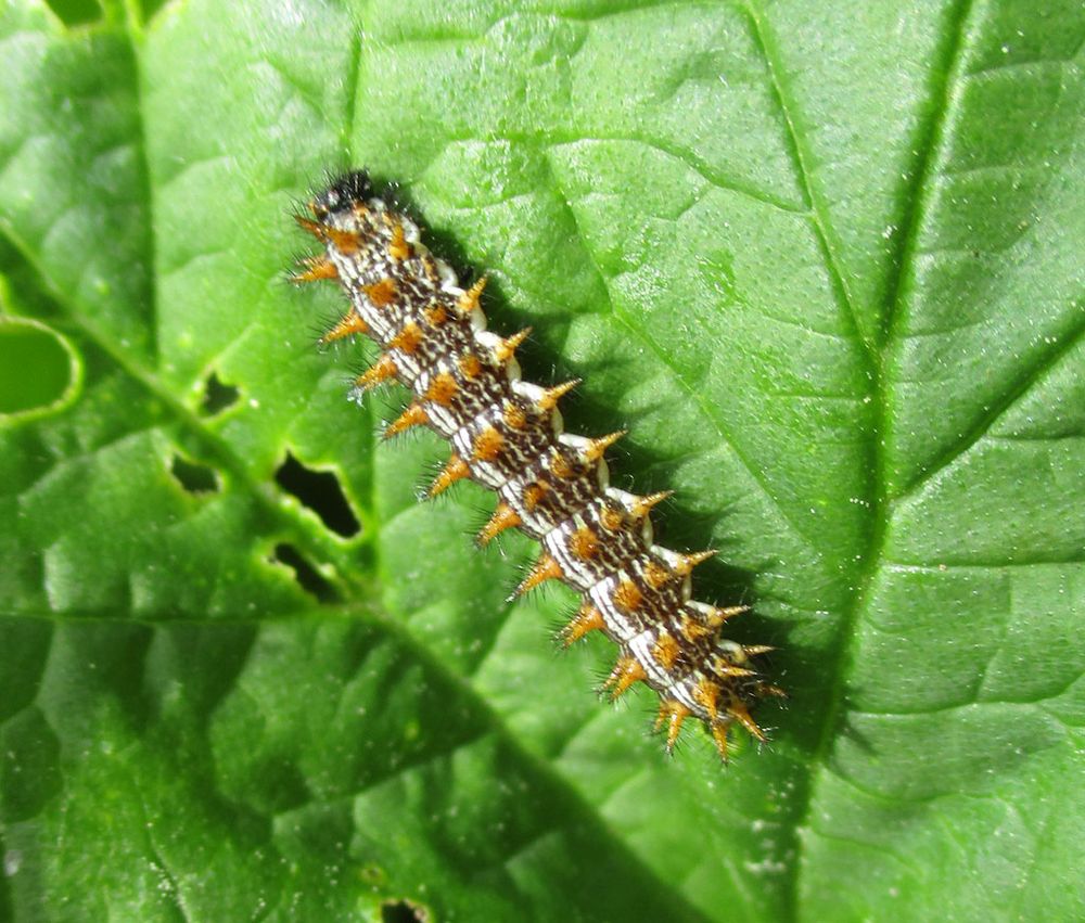 noch eine schöne Raupe Foto & Bild | schmetterlinge, natur, insekten ...