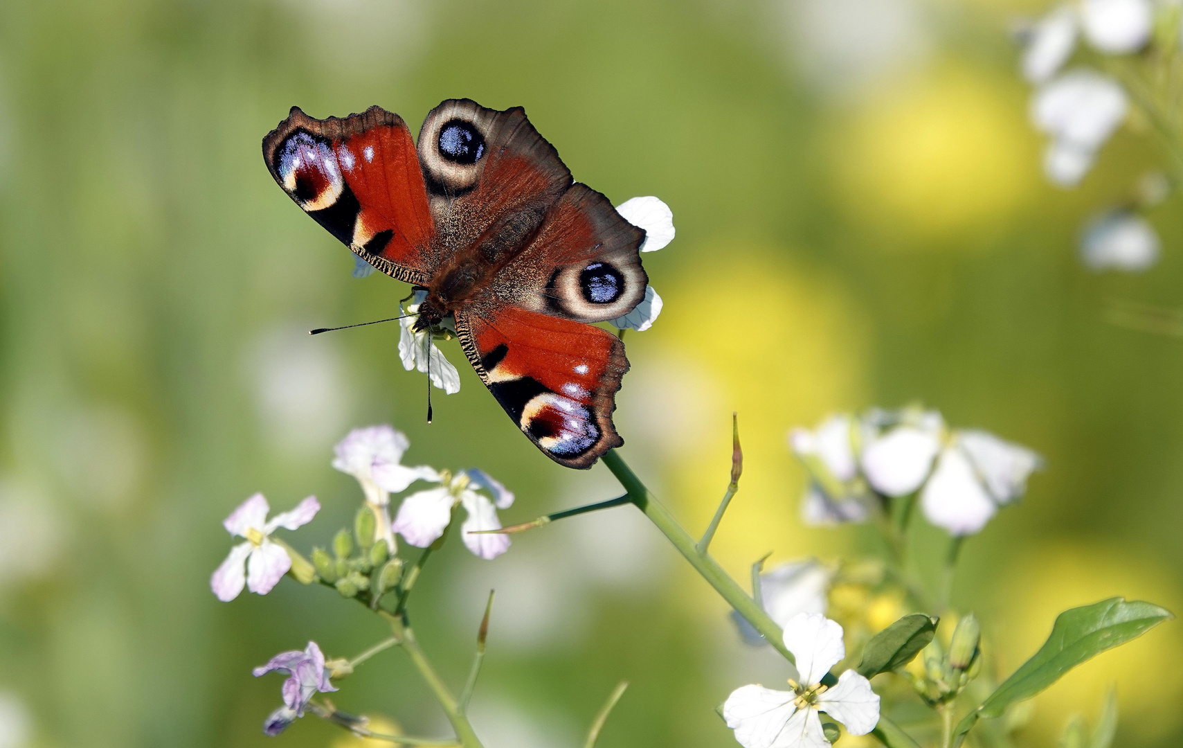 *noch einer* Tagpfauenauge Foto & Bild | tiere, wildlife ... *noch einer* Tagpfauenauge Foto & Bild | tiere, wildlife ...