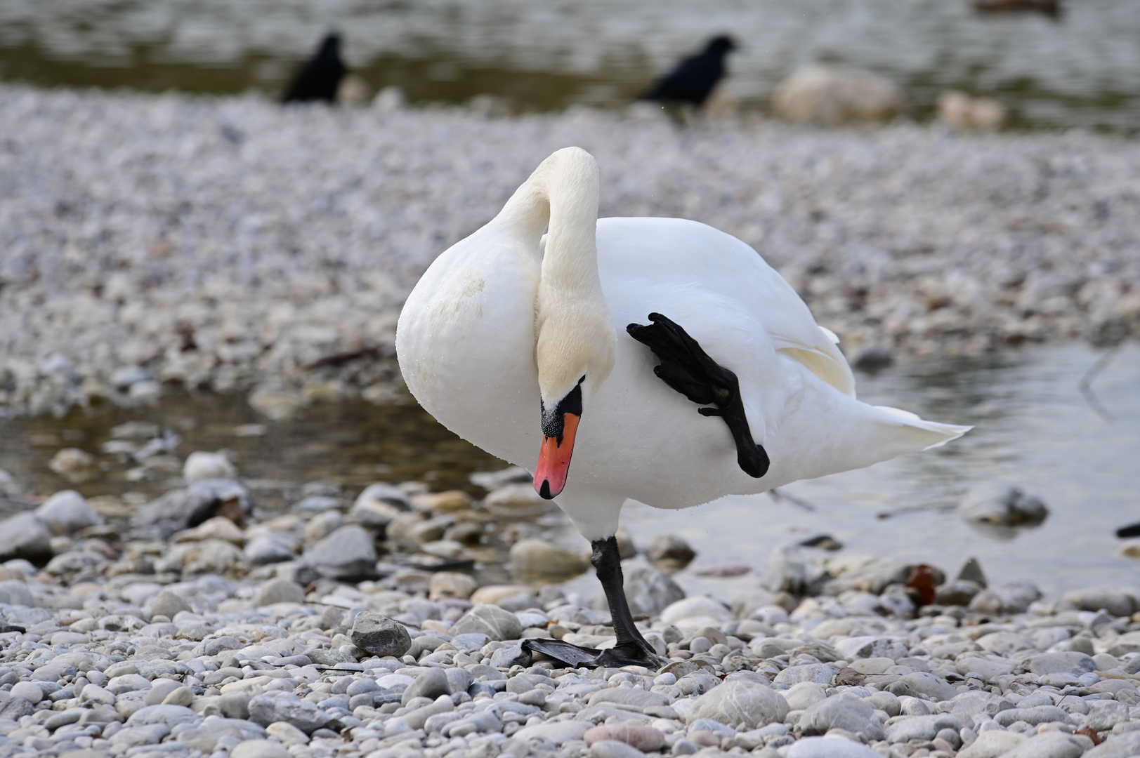 Noch feucht hinter den Ohren Foto & Bild | sport, münchen, wasser ...