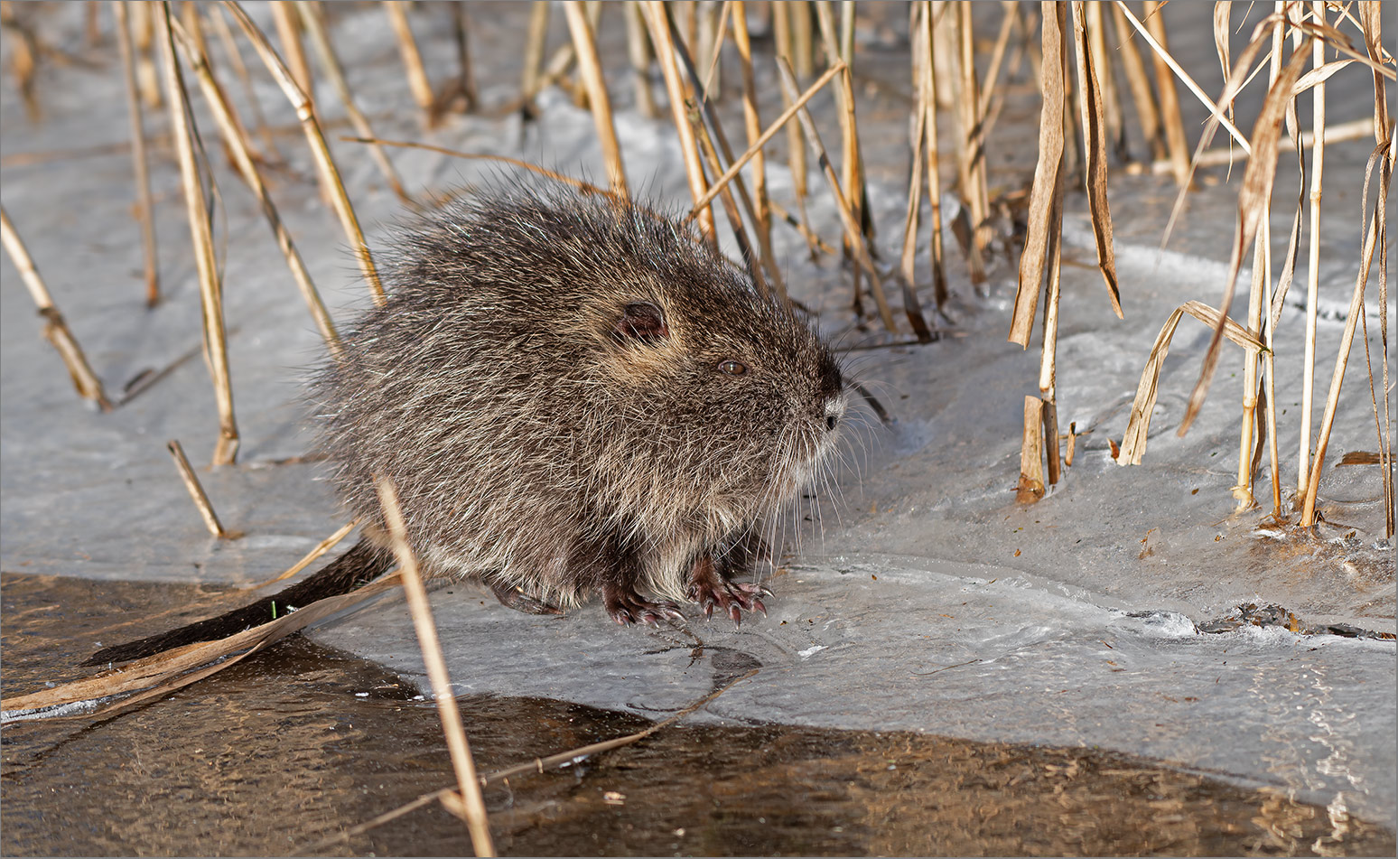 Noch ganz winzig . . . Foto & Bild | tiere, wildlife, säugetiere Bilder ...