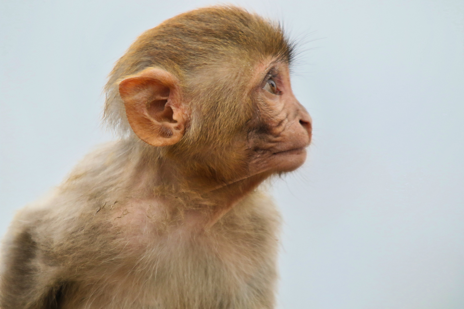Noch "grün" hinter den großen Ohren... Foto & Bild | tiere, zoo ...