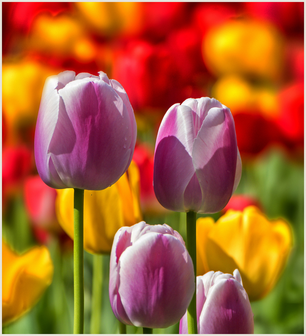Noch habe ich ein paar Tulpen-Bilder ! Foto & Bild | rot, tulpen, frühling Bilder auf fotocommunity
