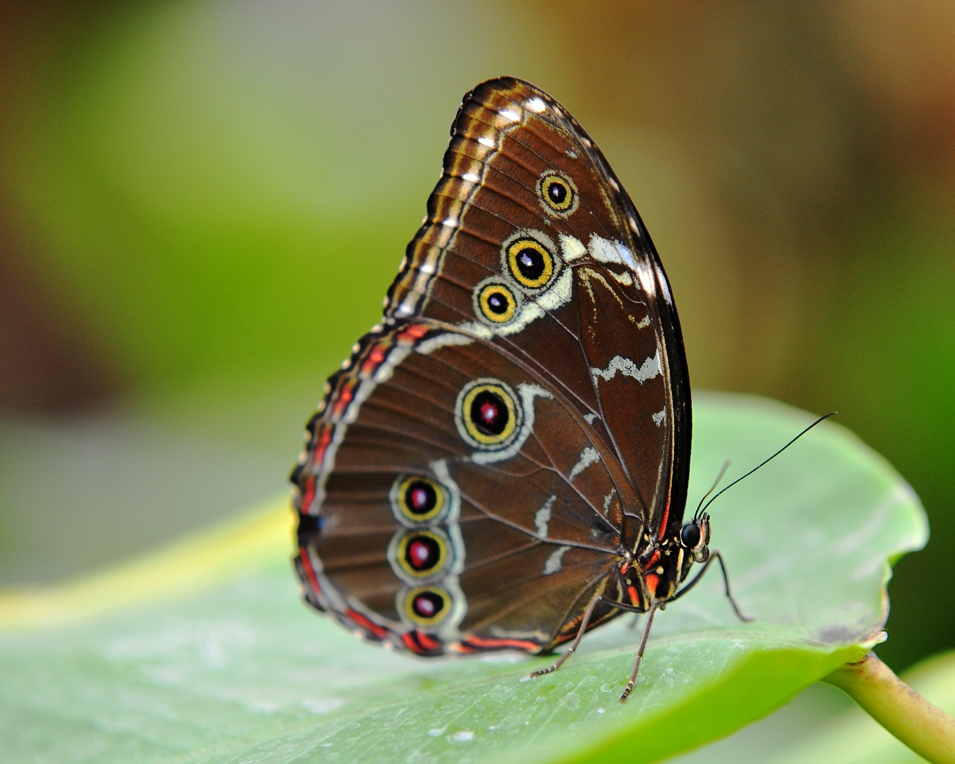 noch indoor Flatterer Foto & Bild | tiere, zoo, wildpark & falknerei ...