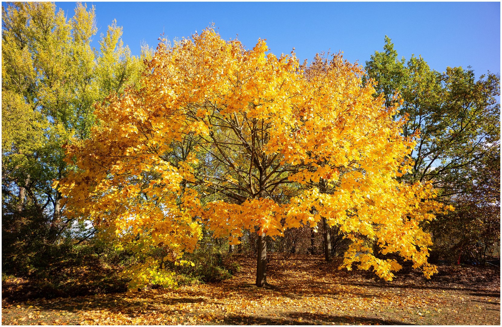 Noch ist das meiste Laub am Baum, Foto & Bild | bäume, baum, natur ...