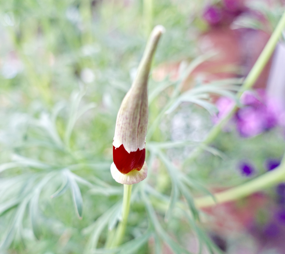 NOCH ist die Kappe drauf ... Foto & Bild | natur, mohn, pflanzen Bilder ...