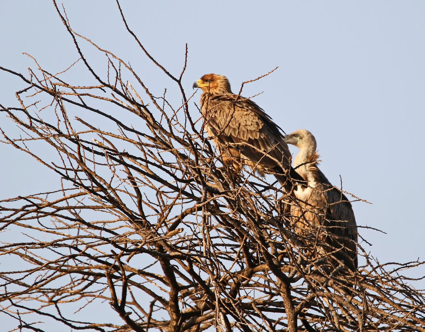 noch mehr Greife Foto & Bild | natur, afrika, tiere Bilder auf ...