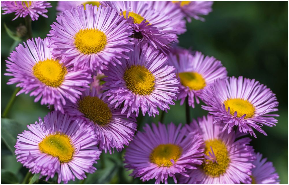 noch mehr lila Foto & Bild | lila, natur, blume Bilder auf fotocommunity