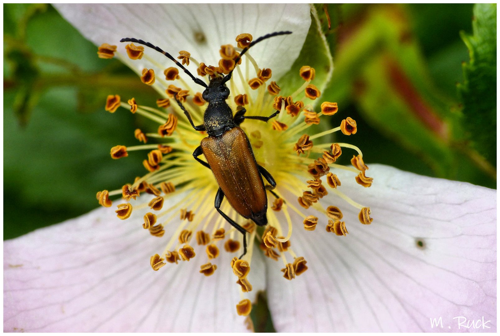 Noch so ein Nascher in der Blüte Foto & Bild | tiere, wildlife ...