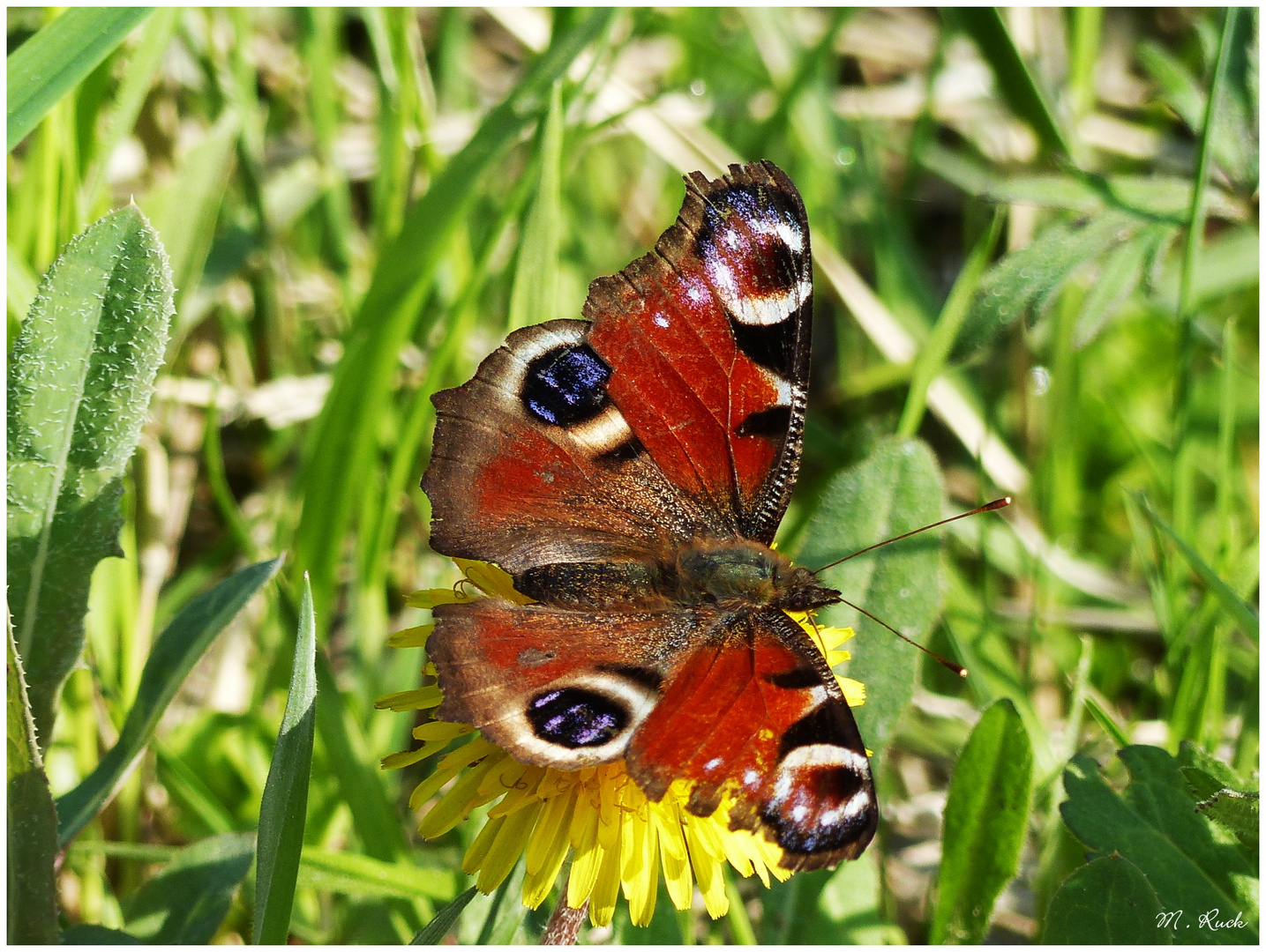 Noch so ein Nektar Nascher , Foto & Bild | jahreszeiten, frühling ...