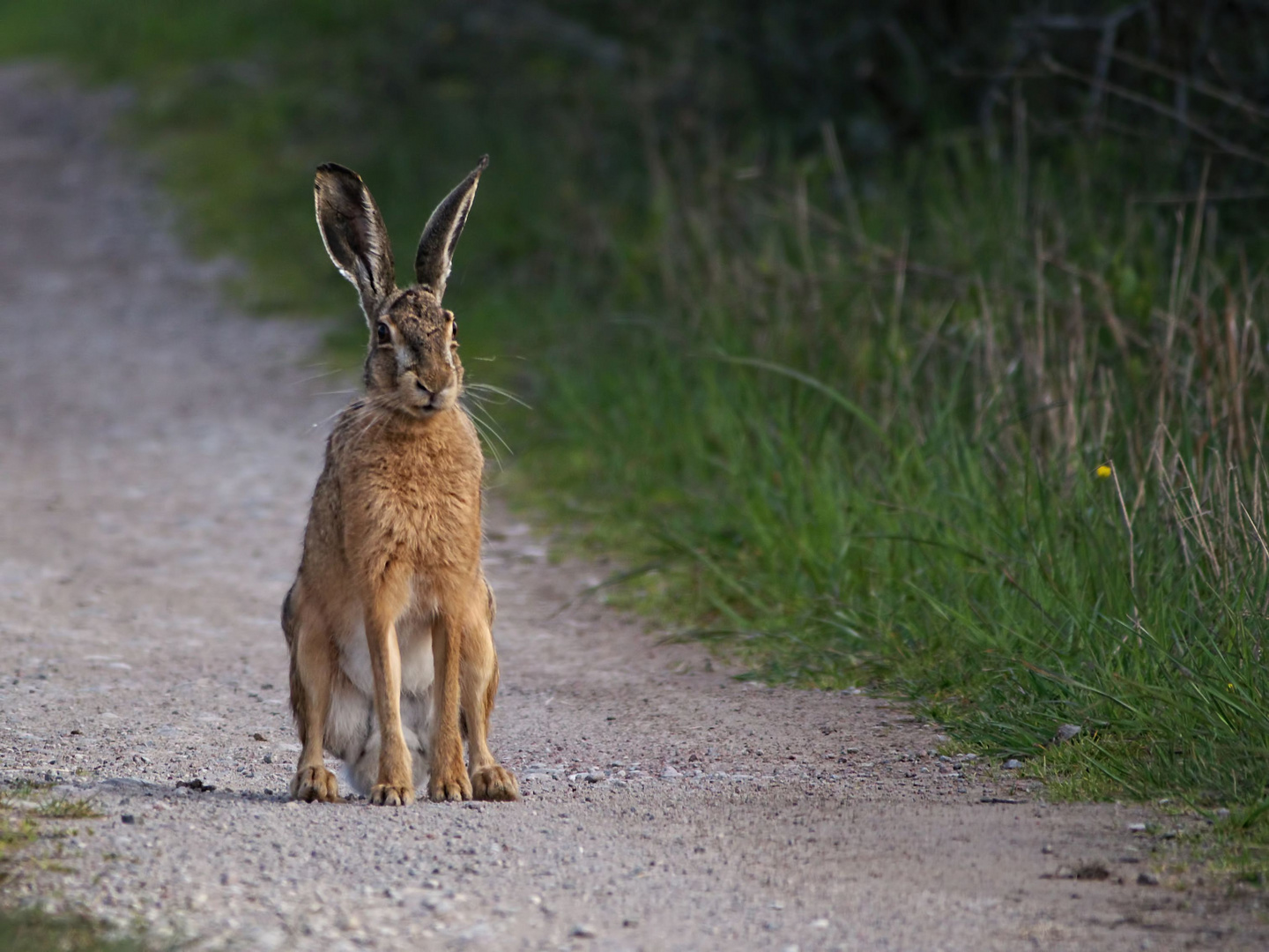 noch so viel ... Foto & Bild | schweden, hase, natur Bilder auf ...