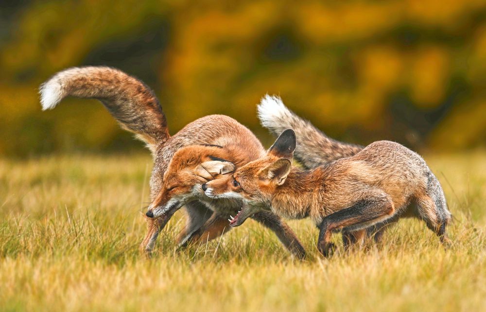 Noch Spiel oder schon Ernst? Foto & Bild | tiere, zoo, wildpark ...