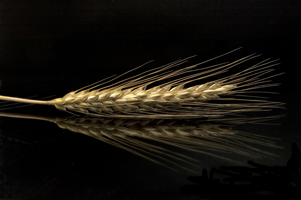 Nochmal die Gerste... Foto & Bild | pflanzen, pilze & flechten ...